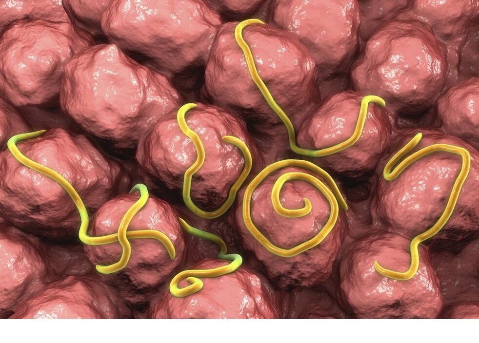 Helminthen: Symptome, Diagnose und Behandlung